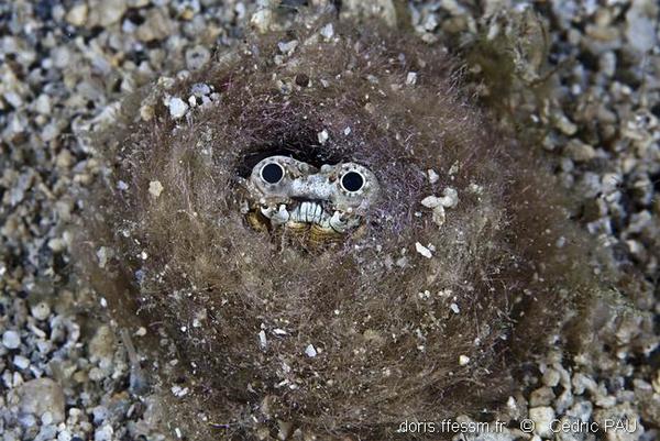 Eupolyodontes cf. batabanoensis | DORIS