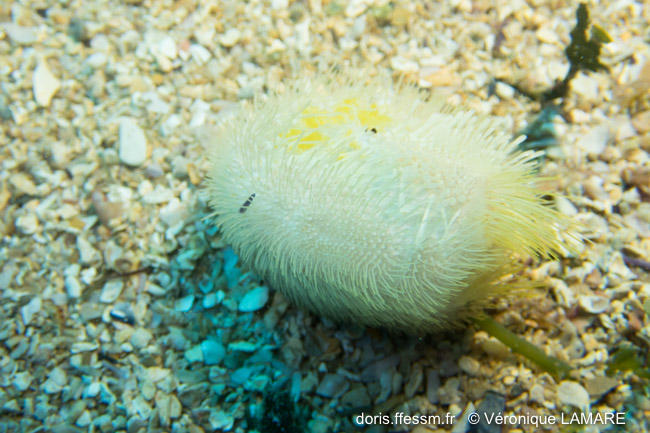 Echinocardium flavescens | DORIS