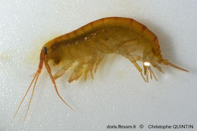 Echinogammarus marinus | DORIS