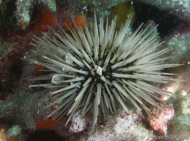 Echinometra mathaei | DORIS