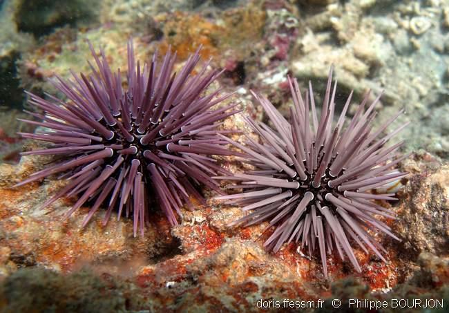 Echinometra mathaei | DORIS