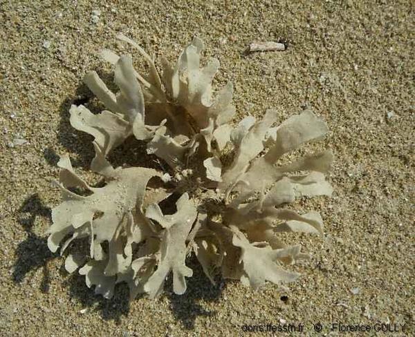 Flustra foliacea | DORIS