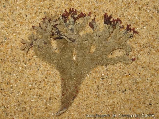 Chondrus crispus | DORIS