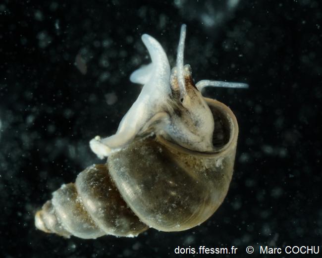 Ecrobia ventrosa | DORIS