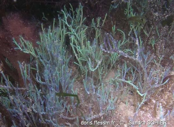 Chondria coerulescens | DORIS