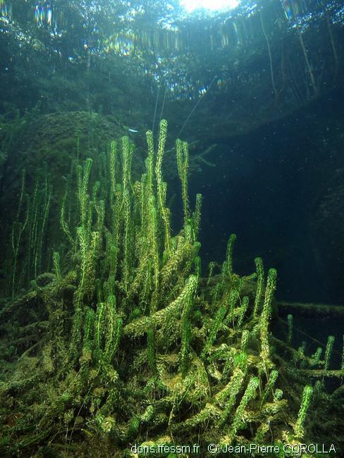 Elodea nuttallii | DORIS