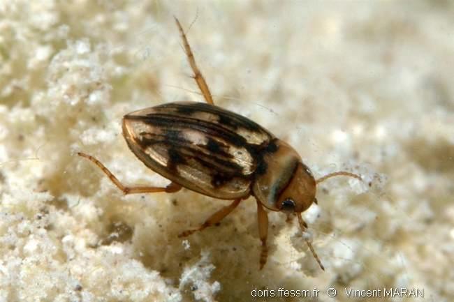 Nebrioporus elegans | DORIS