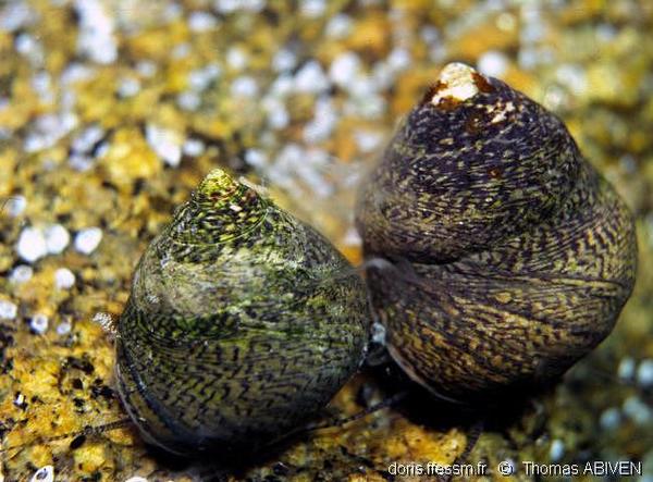 Phorcus lineatus | DORIS