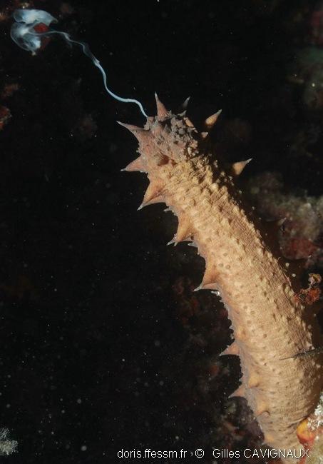 Holothuria (Holothuria) tubulosa | DORIS