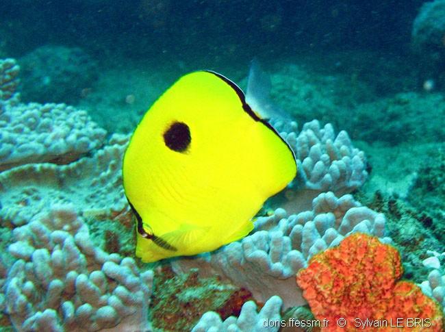 Chaetodon interruptus | DORIS