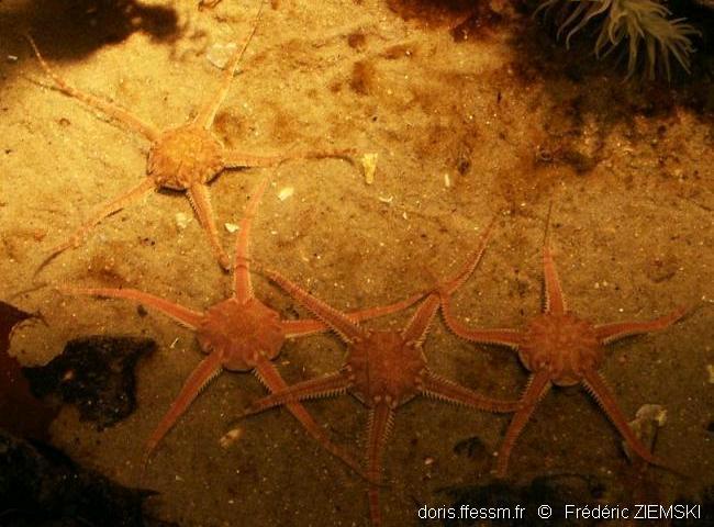 Ophiura ophiura | DORIS