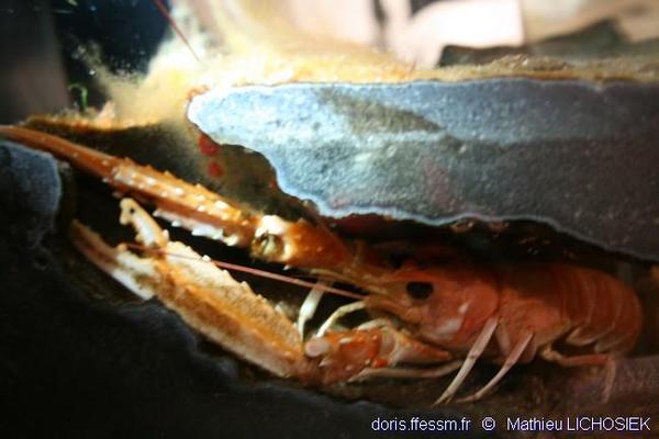 Nephrops norvegicus | DORIS