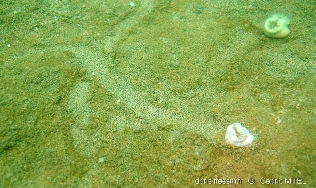 Aspidosiphon muelleri | DORIS