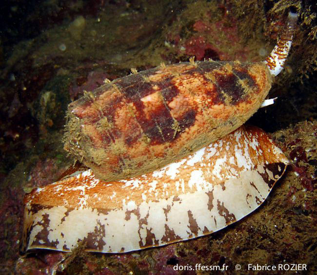 Conus geographus | DORIS