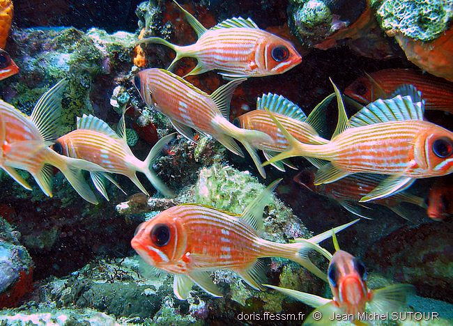 Holocentrus rufus | DORIS