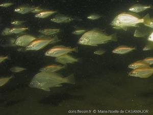 Umbrina canariensis | DORIS