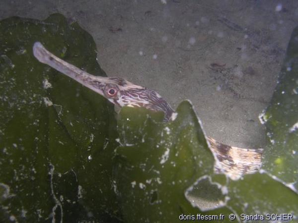 Syngnathus acus | DORIS