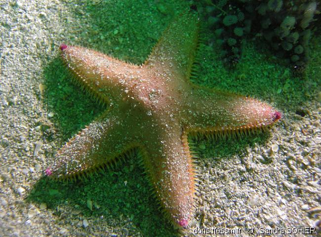 Astropecten irregularis | DORIS