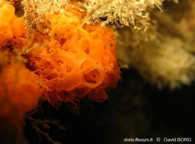 Clathrina rubra | DORIS