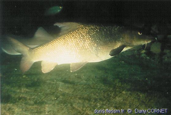 Barbus barbus | DORIS