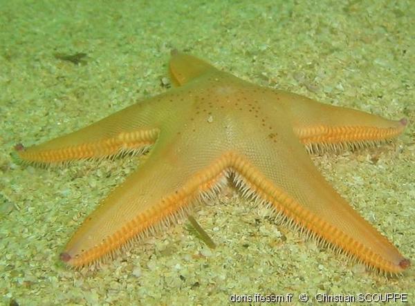 Astropecten irregularis | DORIS