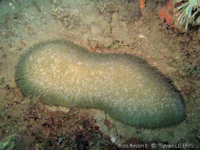 Polyphyllia talpina | DORIS