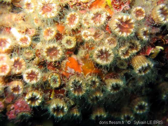 Polycyathus muellerae | DORIS