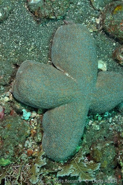 Polyphyllia talpina | DORIS