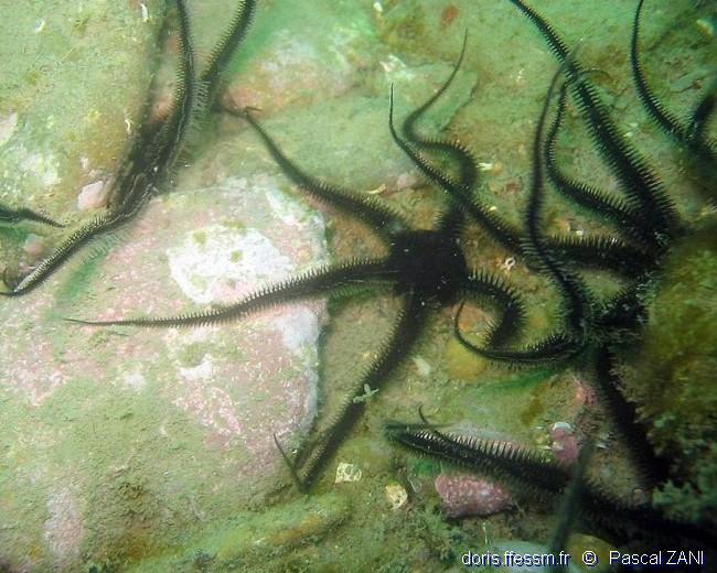 Ophiocomina nigra | DORIS