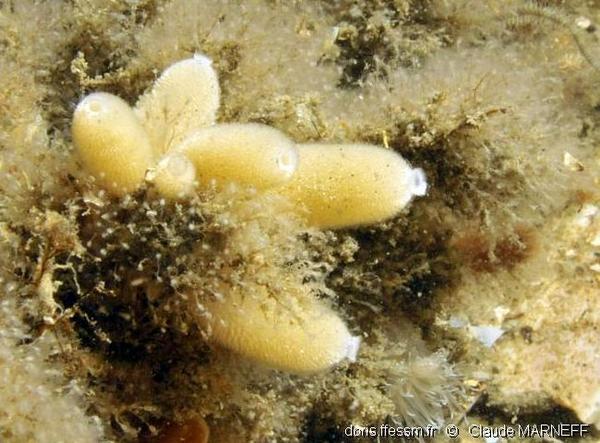 Sycon ciliatum | DORIS