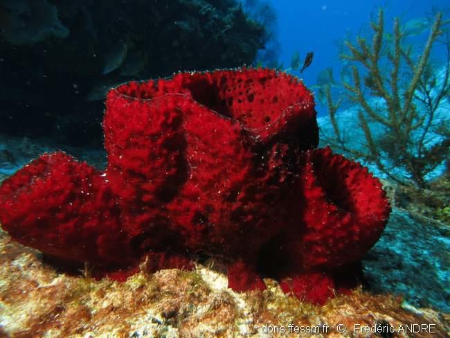 Mycale (Arenochalina) laxissima | DORIS