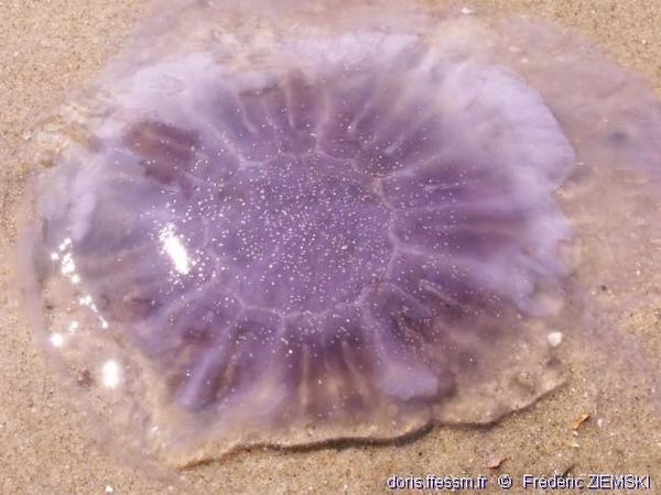 Cyanea lamarckii | DORIS