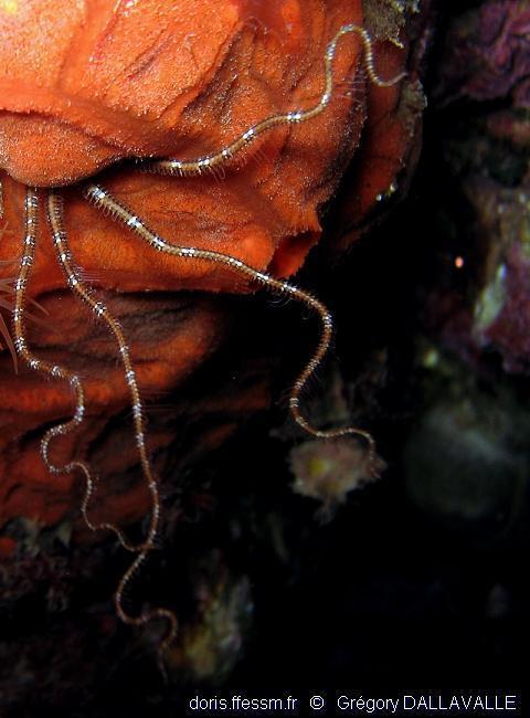 Ophiopsila aranea | DORIS