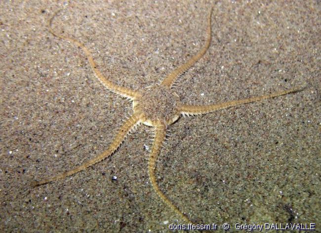 Ophiura albida | DORIS