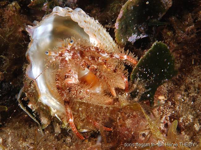 Pagurus cuanensis | DORIS