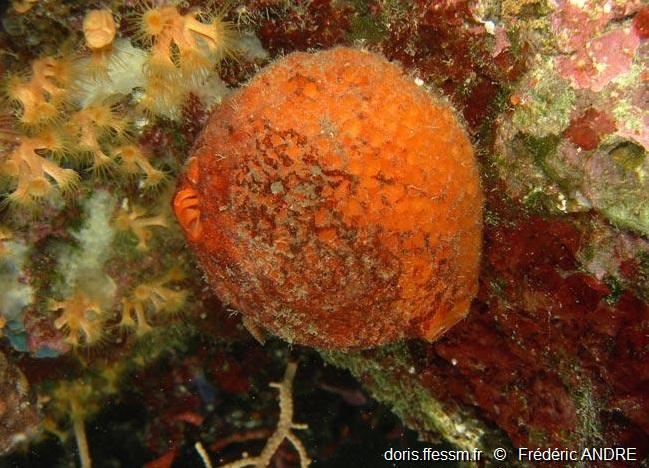 Tethya aurantium | DORIS