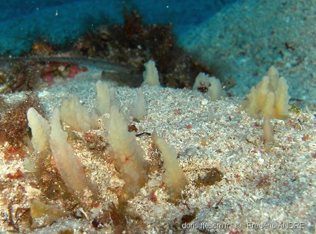 Ciocalypta penicillus | DORIS