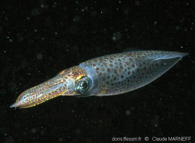Loligo spp. | DORIS