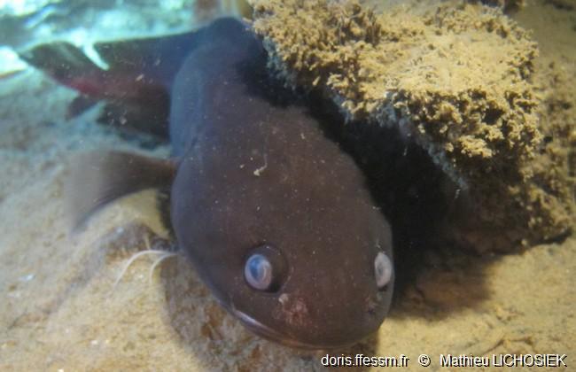 Raniceps raninus | DORIS