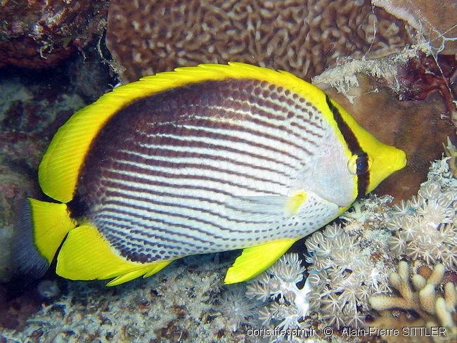 Chaetodon melannotus | DORIS