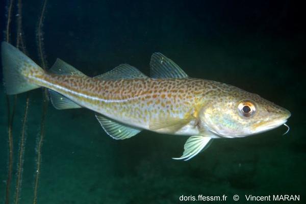 Gadus morhua | DORIS