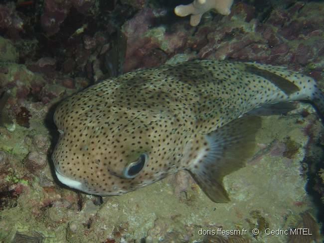 Diodon hystrix | DORIS