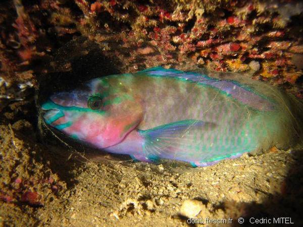 Scarus psittacus | DORIS