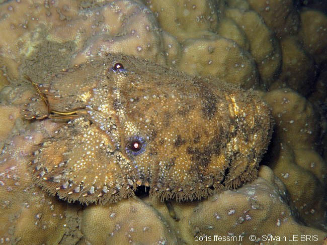 Parribacus antarcticus | DORIS