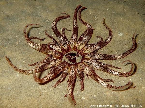 Dofleinia armata | DORIS