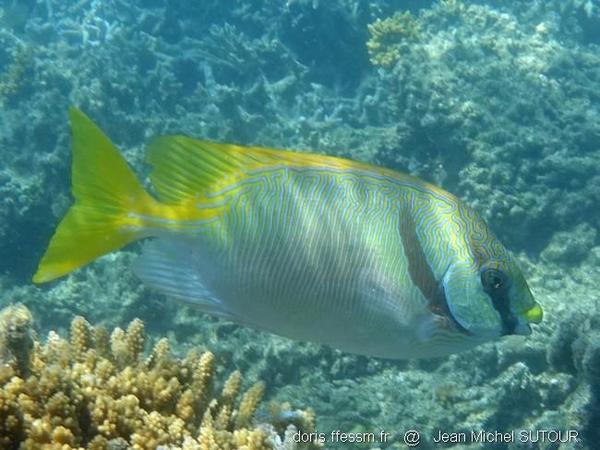 Siganus doliatus | DORIS