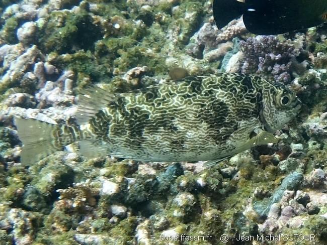 Siganus spinus | DORIS