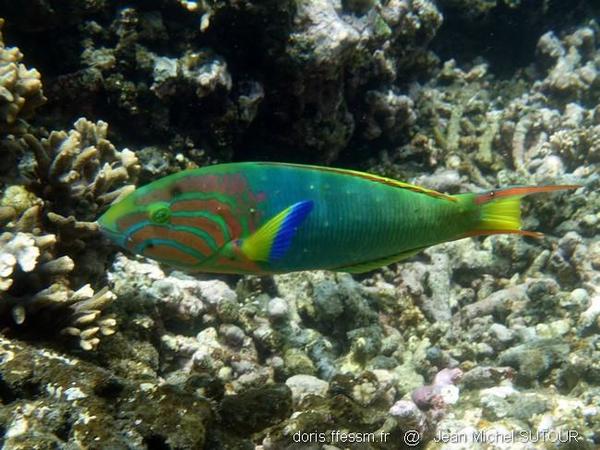 Thalassoma lutescens | DORIS