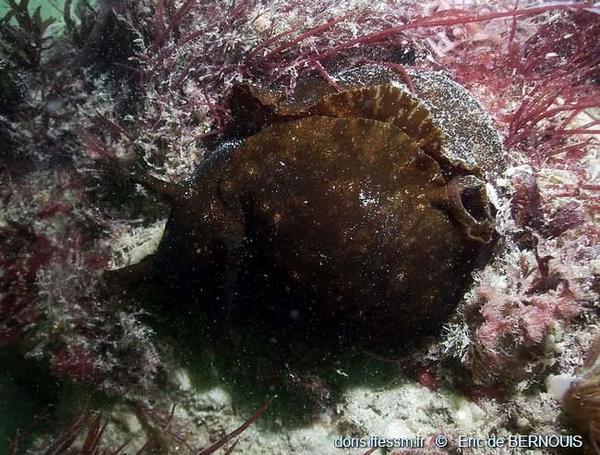 Aplysia depilans | DORIS