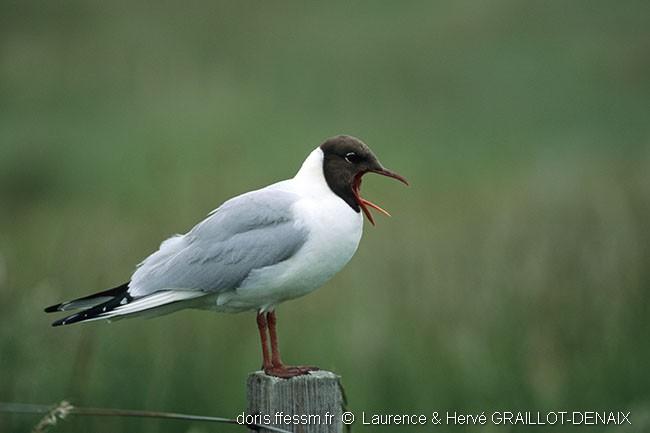 Larus ridibundus | DORIS
